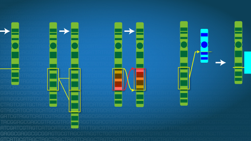 Imágenes De Anomalías Cromosómicas Changing The Way You Learn