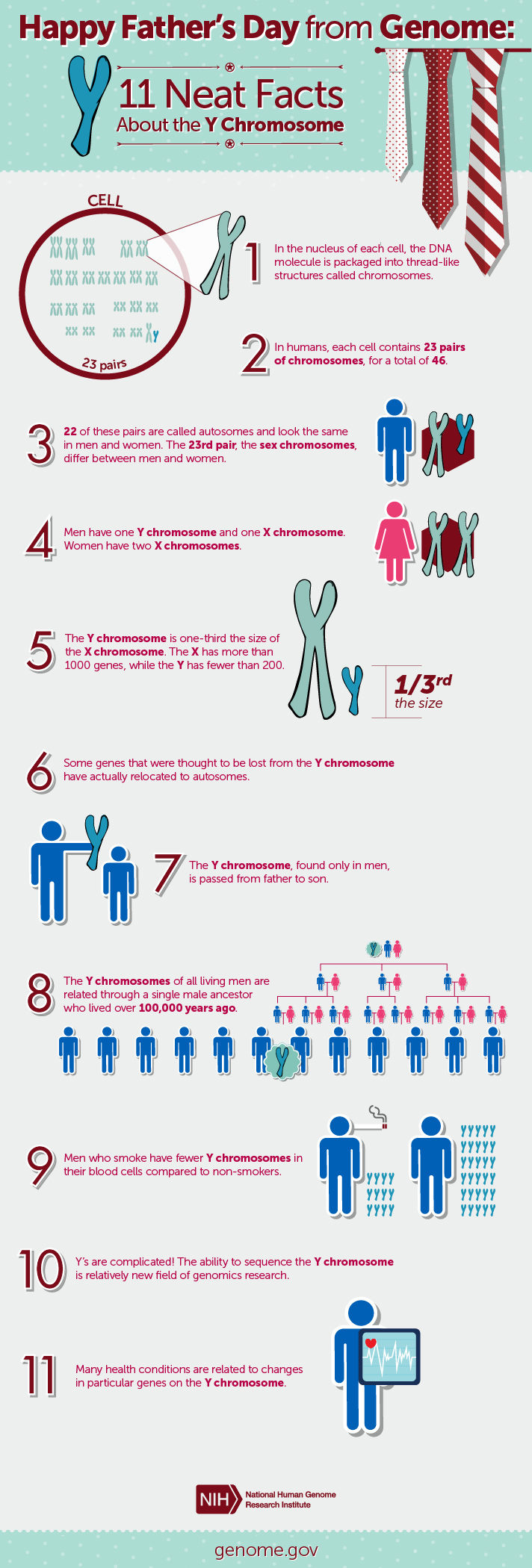 Y Chromosome Fact Sheet | NHGRI