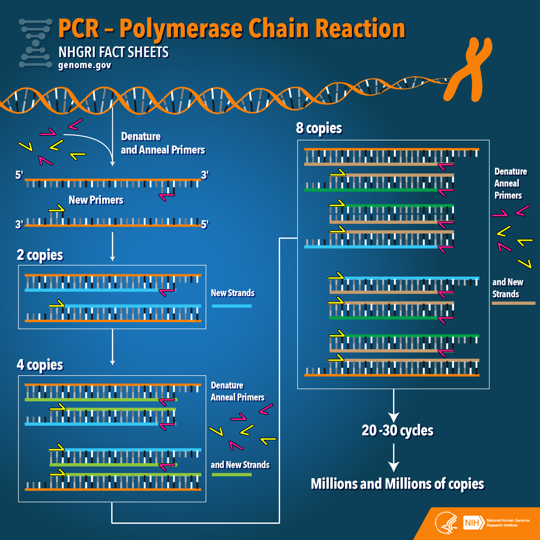 Polymerase Chain Reaction PCR Fact Sheet