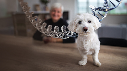 NHGRI researchers reframe dog-to-human aging comparisons