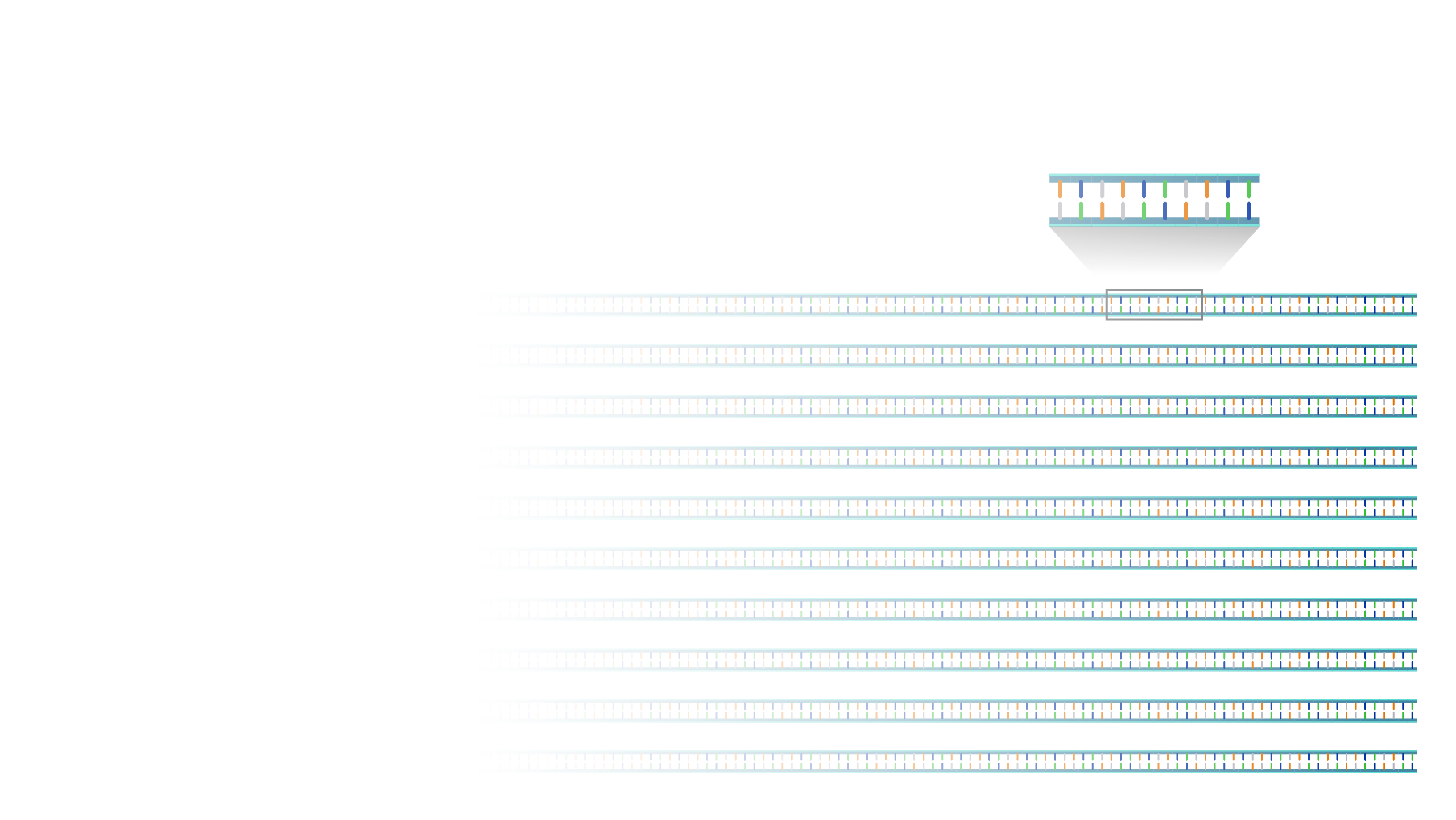 Kilobase kb Kilobase kb