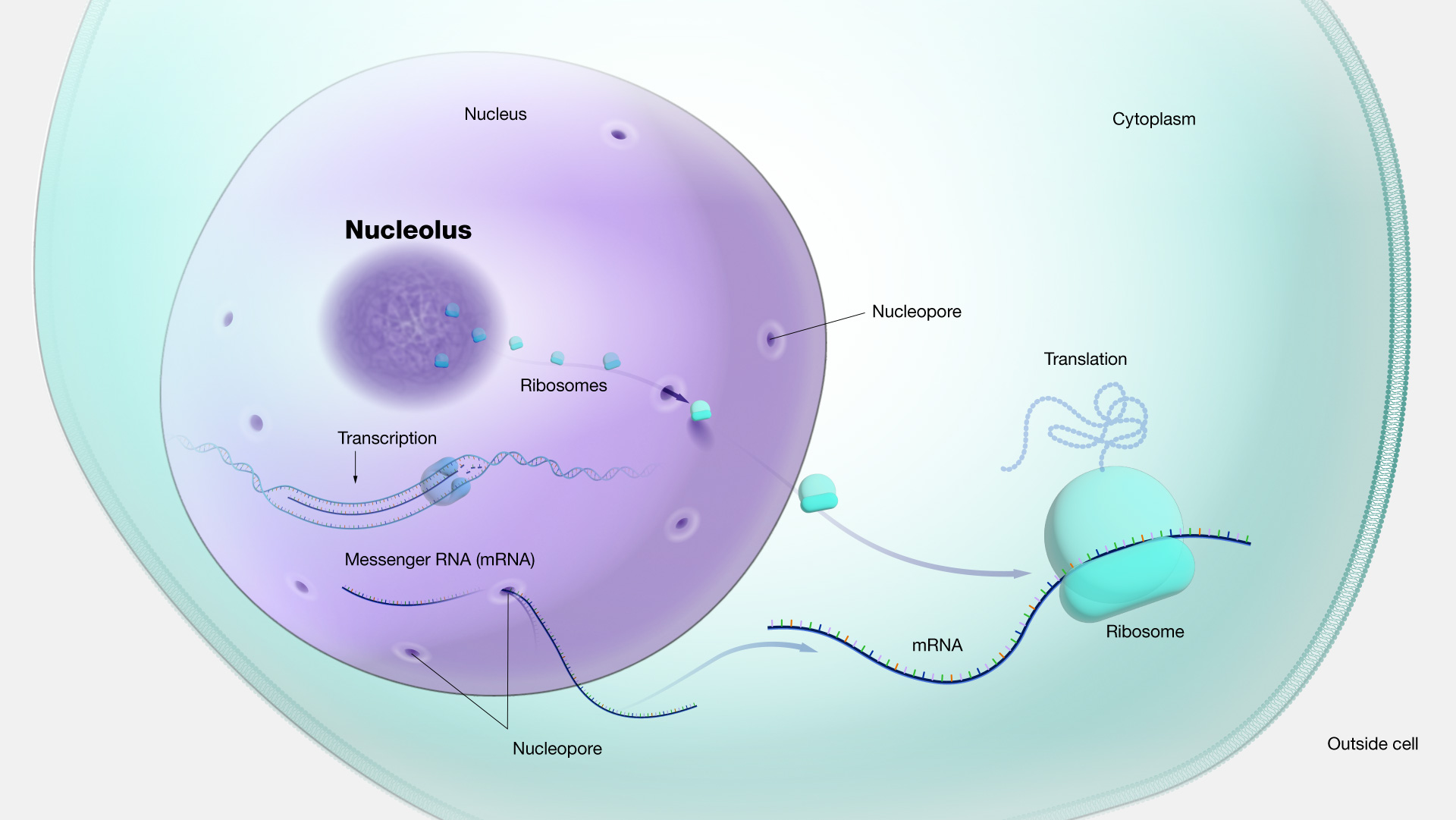 Nucleolus Nucleolus