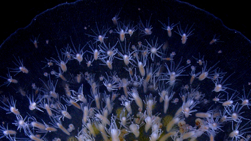 Scientists discover clues to aging and healing from a squishy sea creature