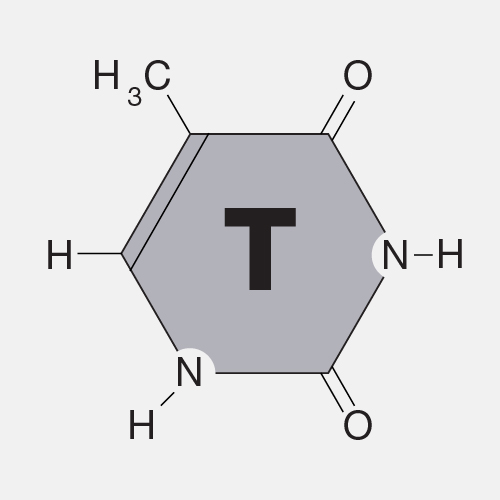 Nucleotideo De Timina