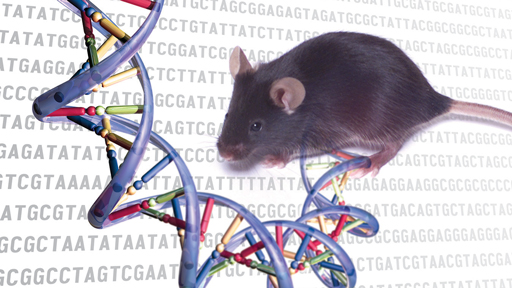 Mouse genome holds many similarities and striking differences with ...