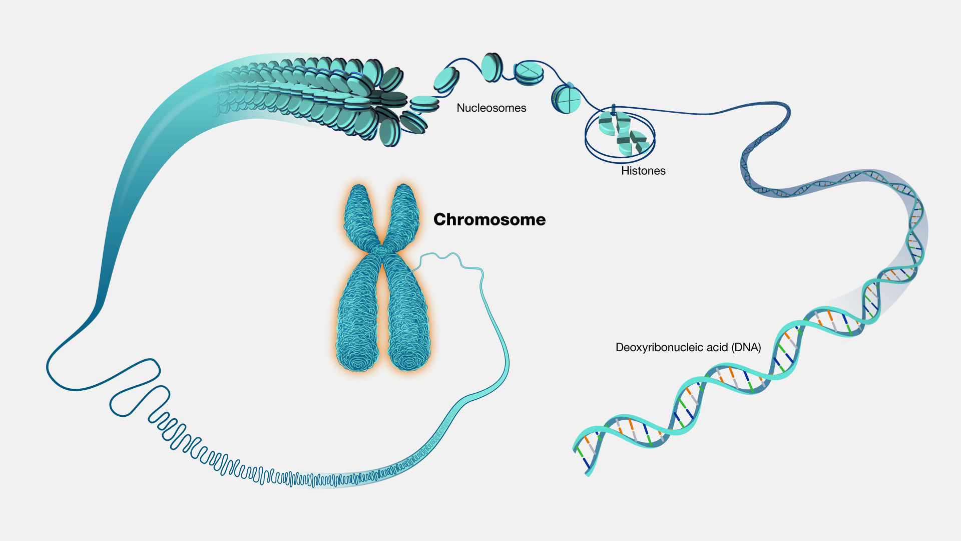 Basics Of Chromosomes Dna And Genes Chromosome Structure Chromosome 
