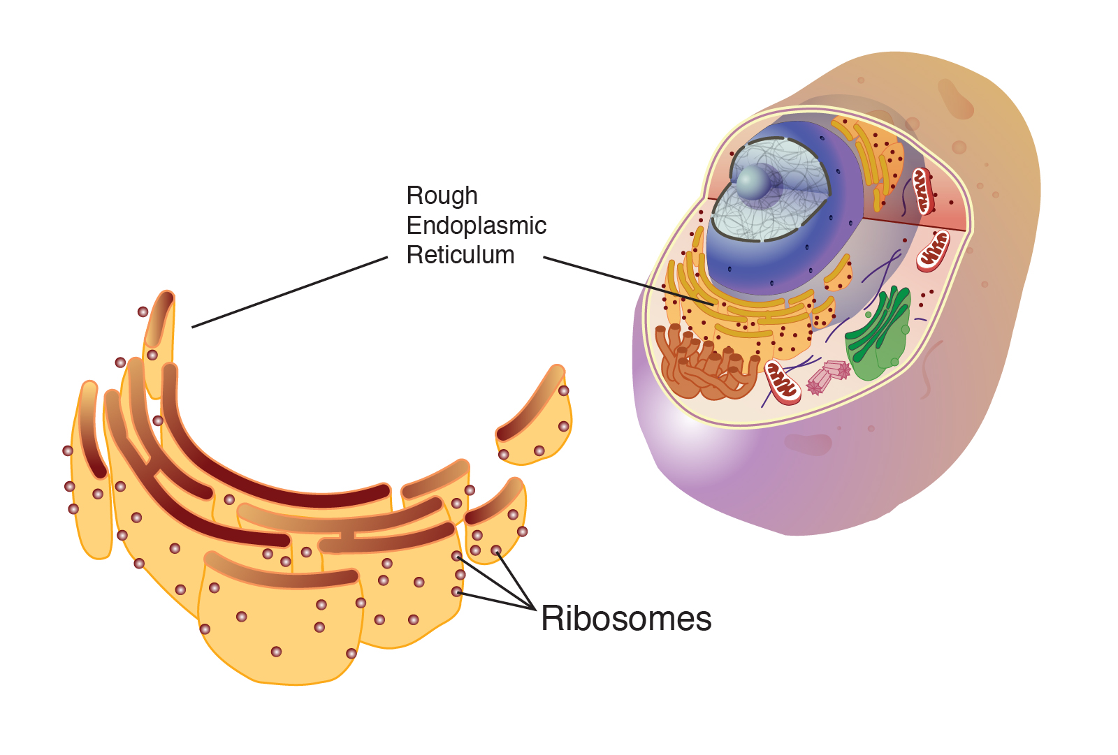 Ribosome Ribosome