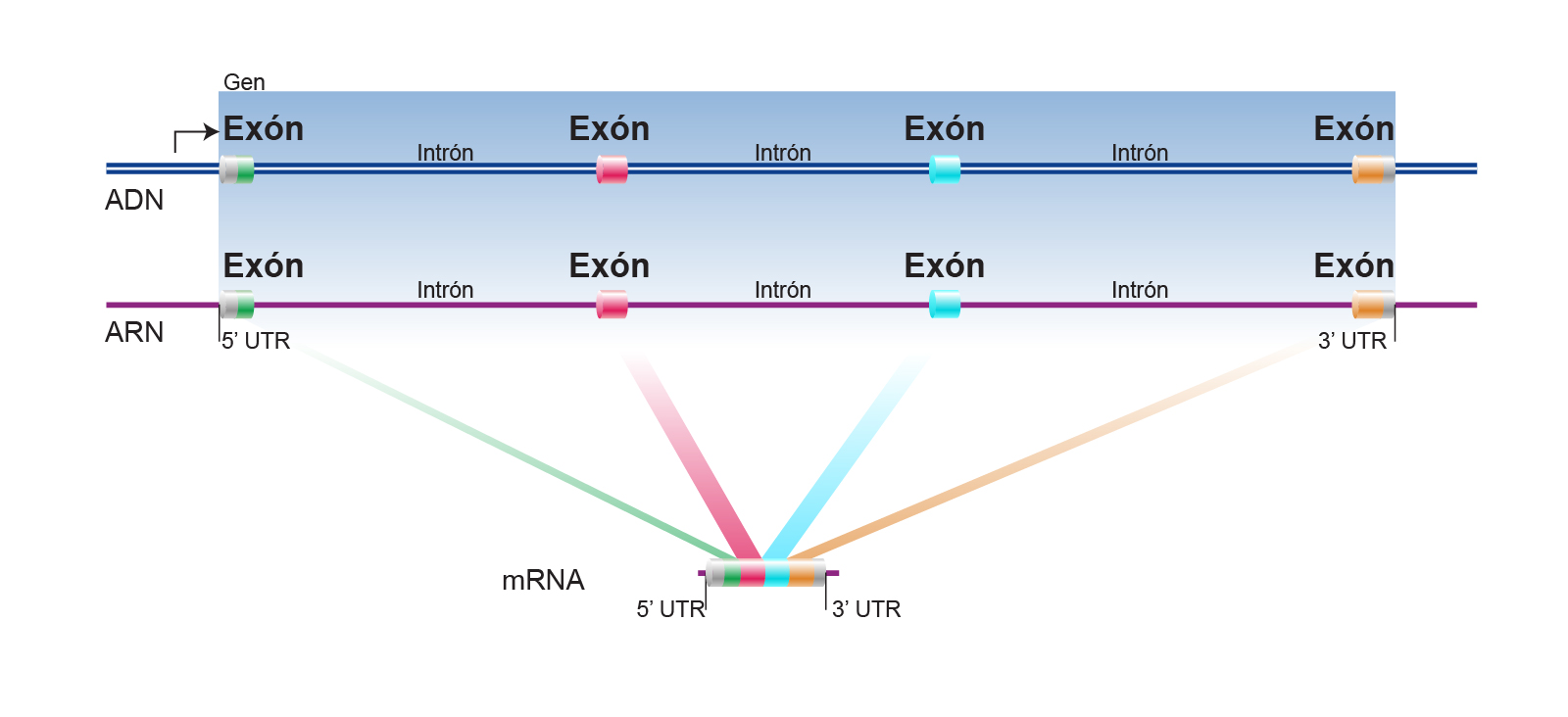 Exón | NHGRI