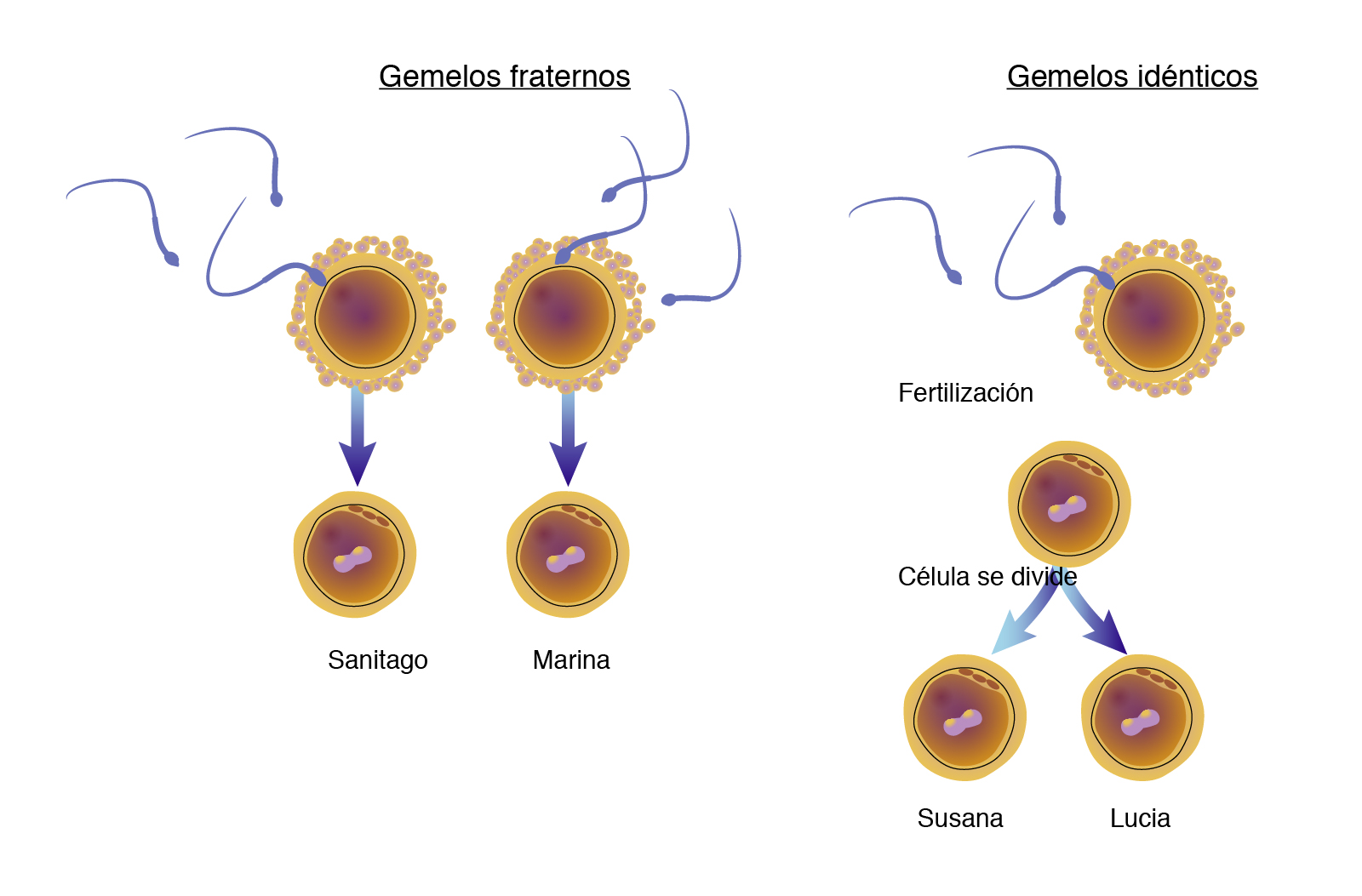 Gemelos Id nticos NHGRI Gemelos Id nticos NHGRI