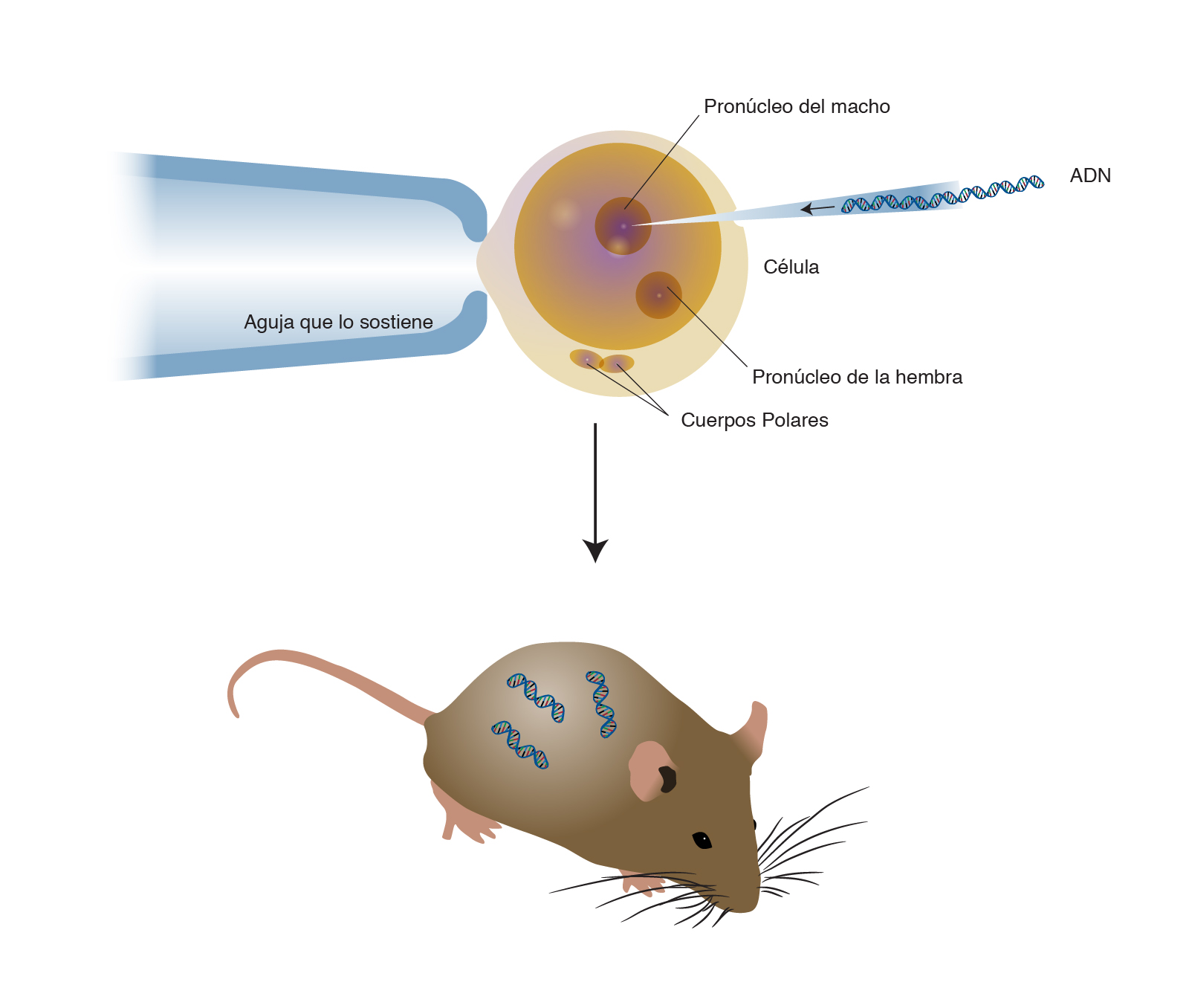 Transgénico | NHGRI